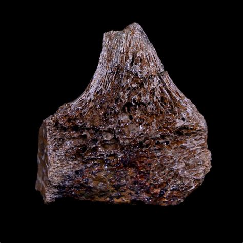 16 Corythosaurus Fossil Bone Judith River Fm Cretaceous Dinosaur