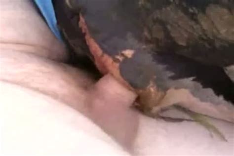 Cow Fuck Telegraph