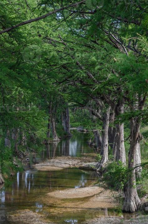 A Stand Of Cypress Trees Along A Shallow Creek In The Texas Hill