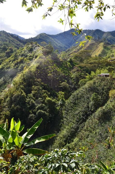 Chopard Champions Fairmined Gold The Hour Glass New Zealand