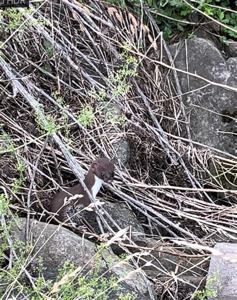 Anything To Do With Mustelids