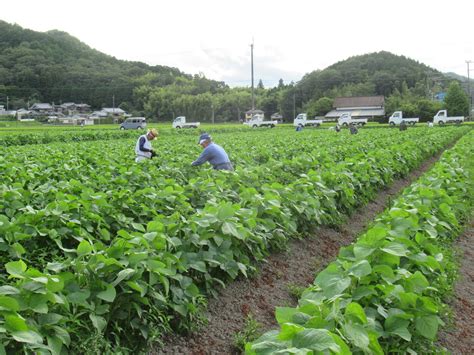【朝どれ】別格！幻の枝豆「丹波篠山産黒枝豆」（500g×3袋）：兵庫県産の丹波黒大豆枝豆｜食べチョク｜産地直送産直お取り寄せ通販 農家