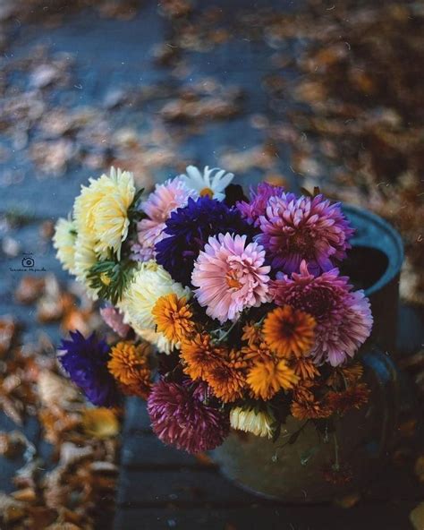Pin by Анжелика Щедрина on Осенняя палитра Fall flowers Flowers