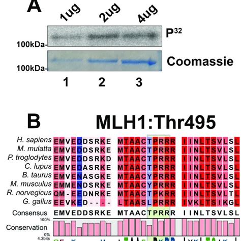 Cdk2 Phosphorylates Full Length Mlh1 A Cdk2cyclin A2 Kinase Assay