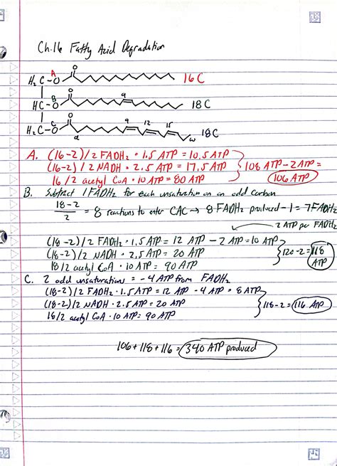 Fatty Acid Degradation From A Triglyceride Ch Fatty Acid Degradation