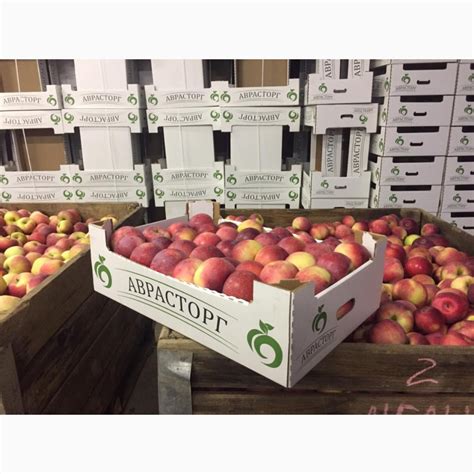 Овощи и фрукты оптом — Agro Uzbekistan