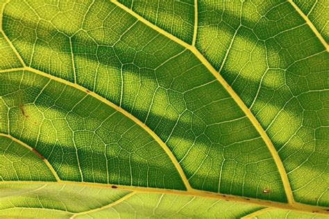 Examples Of Fractals In Nature And Mathematics