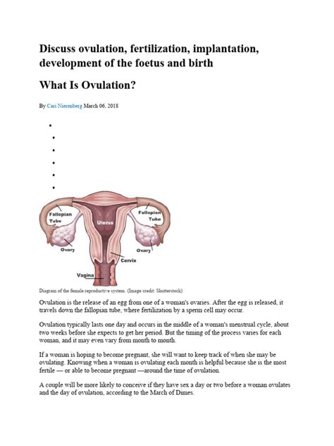 Sa U2 5 Discuss Ovulation Fertilization Implantation