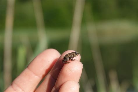 Toad Amphibian Species Free Photo On Pixabay