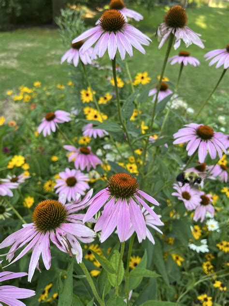 Flores Silvestres Coneflowers Foto Gratis En Pixabay Pixabay