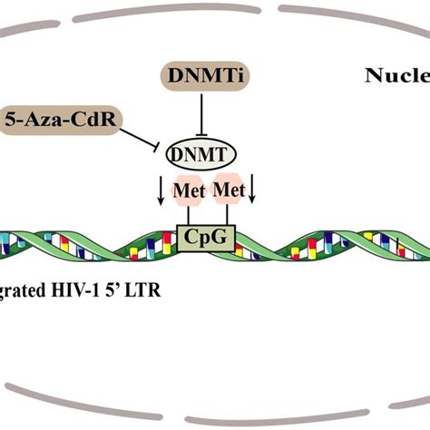Dna Methyltransferase Dnmt Inhibitors Dnmti Affect The Download Scientific Diagram