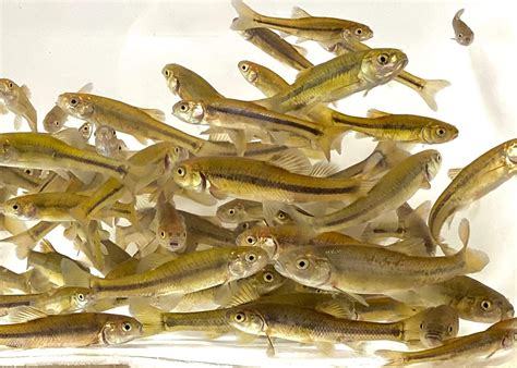 Crappie Minnows