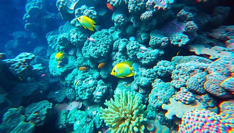 물고기와 해양 생물이 수중에있는 화려한 산호초 산호초 산호 암초 배경 일러스트 및 사진 무료 다운로드 Pngtree