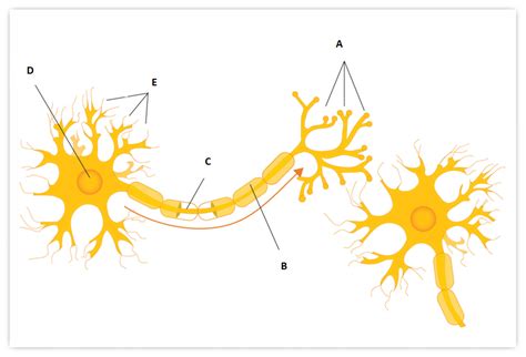 Psyc Wk Nuerons Diagram Quizlet