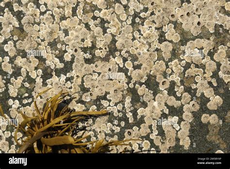 Barnacles Semibalanus Balanoides Mass Accumulation On A Rock By The