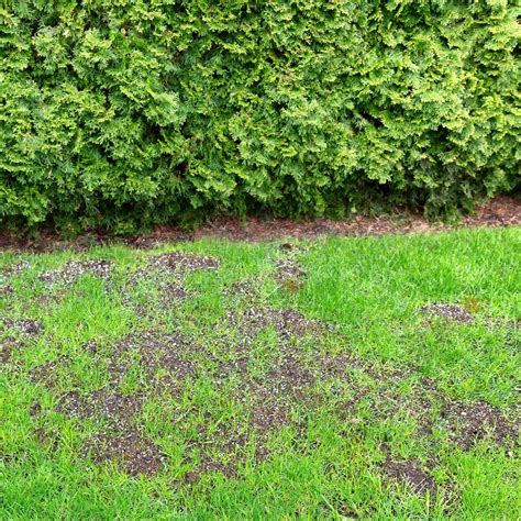 Will Grass Spread And Cover The Bare Spots In My Lawn