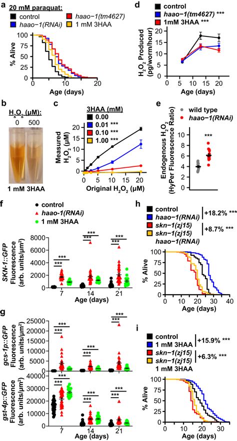 Elevating 3haa Protects C Elegans Against Oxidative Stress And