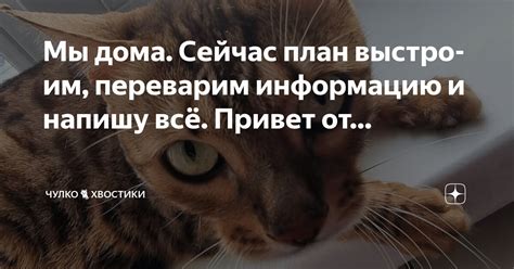 Мы дома Сейчас план выстроим переварим информацию и напишу всё Привет от… Чулко🐈Хвостики Дзен