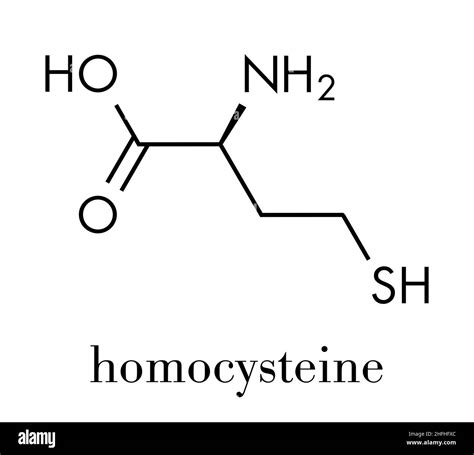 Homocysteine Levels Stock Vector Images Alamy