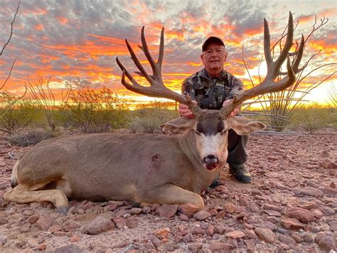 Sonora Guided Free Range Mule Deer Hunts Wlhunting