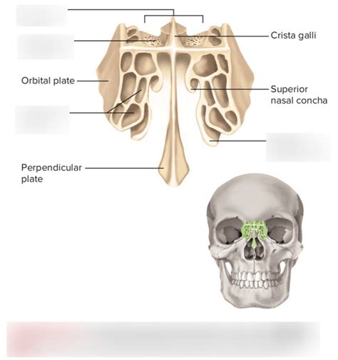 Labe 5 Skull Ethmoid Bone Diagram Quizlet