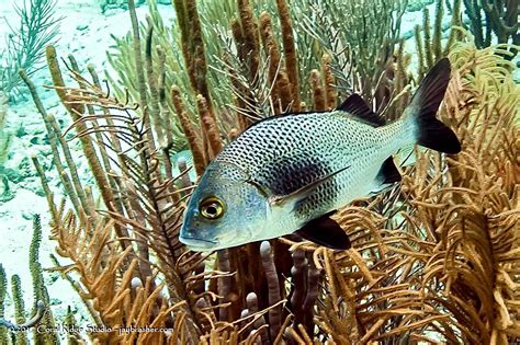 Fauna De Uruguay On Twitter 501 BURRIQUETE Anisotremus Surinamensis