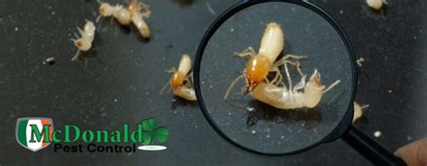 Does Mulch Attract Termites Mcdonald Pest Control