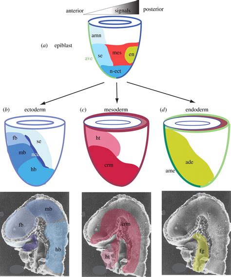 Allocation Of The Germ Layer Derivatives To The Embryonic Head Download Scientific Diagram