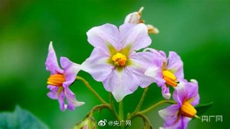 十月青海洋芋开花赛牡丹 阆中