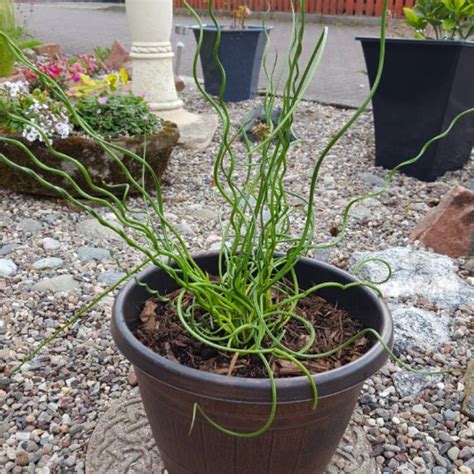 Juncus Effusus F Spiralis Syn Juncus Effusus Spiralis Dwarf