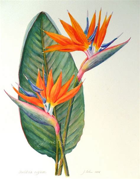 Bird Of Paradise Botanical Painting