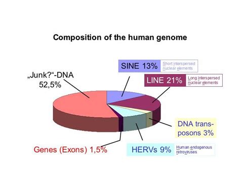 Como Funcionan Los Genes Si No Así Foros Perú