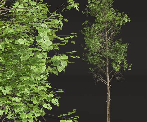 Artstation New Plant Fagus Sylvatica001 Resources