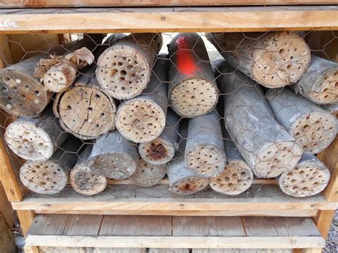 Bee Nesting Boxes In Parc De La Tête D Or