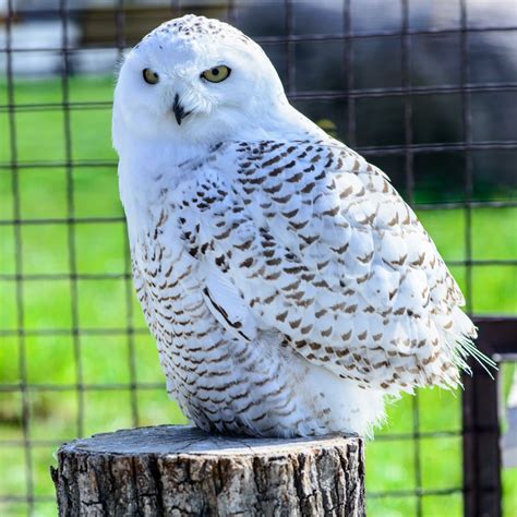 White Owl Spiritual Meaning Insight State