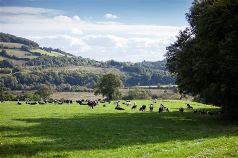 Block Calving Achieving Fertility Targets With Sexed Semen Cogent Uk