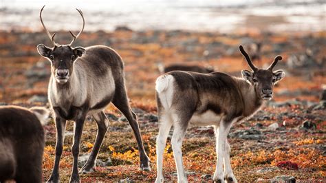 The True Story Of The Russian Reindeer Who Lived On A British Submarine