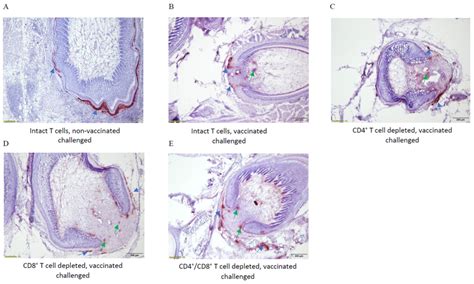 Immunohistochemical Analysis Of Mdv Antigen In The Skin Samples Of All