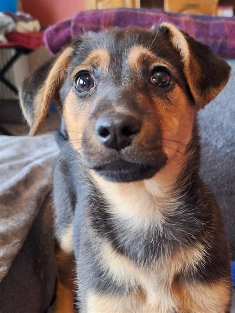 Adoption de Oops Moyen chien chien croisé moyen région Grand Est