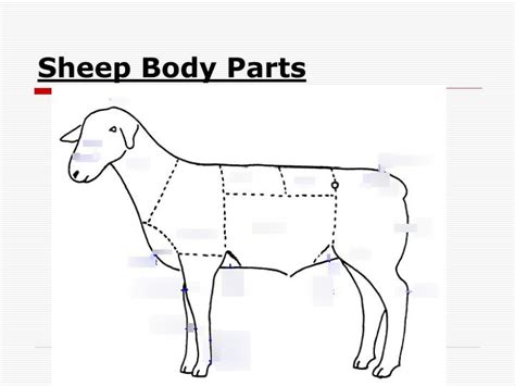 Sheep Diagram Quizlet