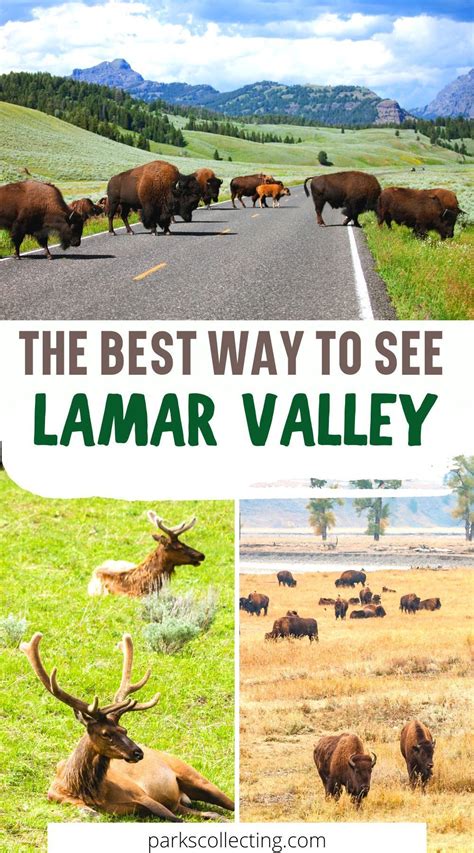The Yellowstone Lamar Valley Scenic Drive A Complete Guide Artofit