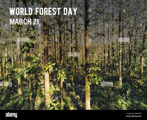 March 21 World Forest Day Celebrates The Vital Role Of Forests In
