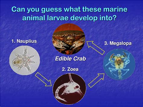 Ppt Sex And The Sea Powerpoint Presentation Free Download Id9568801