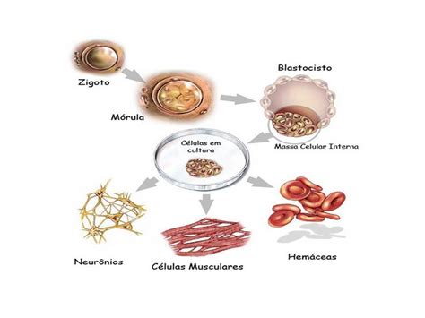 CÉlula Tronco Pluripotentes 7º Ano