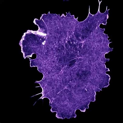 Nicolas Hubacz Ms On Linkedin Cellbiology Science Education