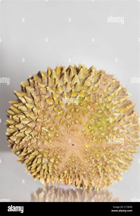 Durian Fruit Musang King Stock Photo Alamy