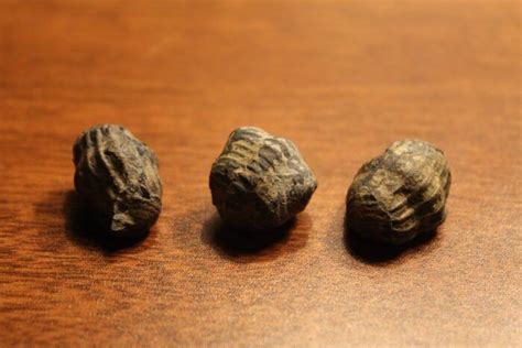 Youll Love Digging For Fossils At The Unique Montour Preserve In