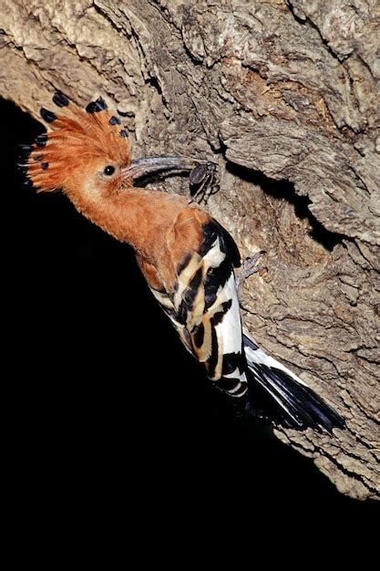 Premium Photo An African Hoopoe Upupa Epops At Its Nest With Spider