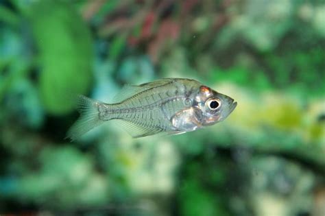 Peixe Gato De Vidro Indiano Foto De Stock Imagem De Verde Vidro