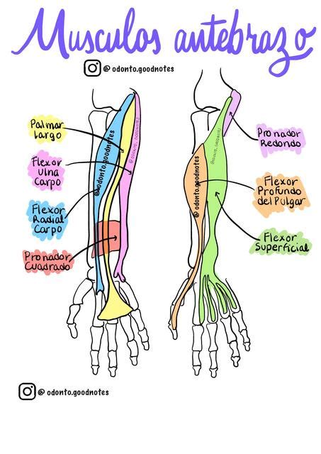 Musculos Del Antebrazo Anatomia Mnemotecnia Mentes Medicas